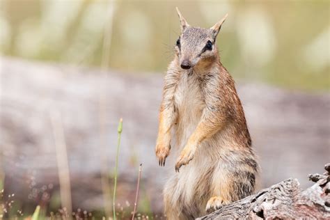 Numbat Population Healthy In Dryandra Woodlands National Park Thanks To