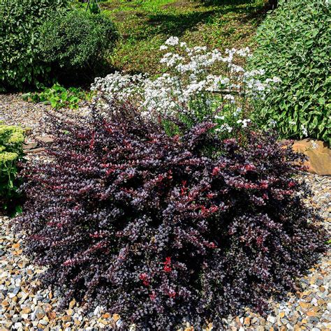 Berberis Thunbergii Concorde Concorde Japanese Barberry Western