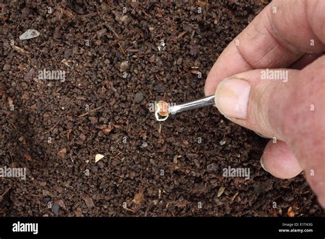 Using Tweezers To Place Pregerminated Parsnip Seeds On Soil Stock Photo Alamy