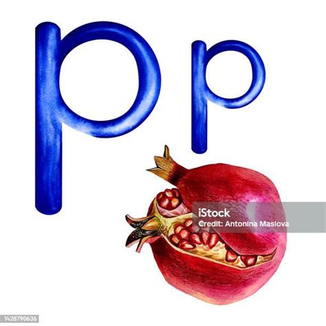 문자 P는 석류 이미지가있는 대문자와 소문자입니다 수채화 그림 알파벳 용 교육에 대한 스톡 벡터 아트 및 기타 이미지 교육 글자 자석 대문자 Istock