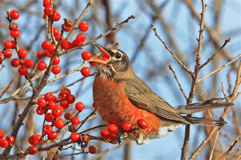 Birds And Berries Birding Wildlife Hfandg