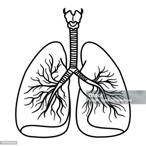 착색을 위한 인간 호흡기 인간의 내부 장기 의학 개념 벡터 일러스트 레이 션 고립 색상에 대한 스톡 벡터 아트 및 기타 이미지 고립 색상 기관지 기관지나무 내부 기관
