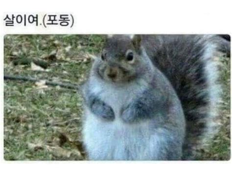 해연갤 ㅉㅍ 고전 다람쥐짤