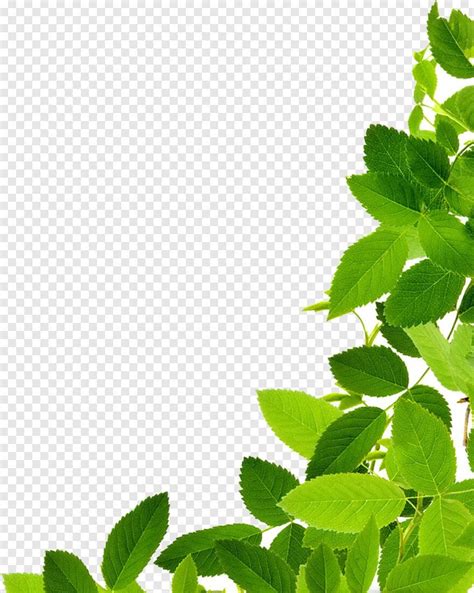 Листья вектор 48 фото