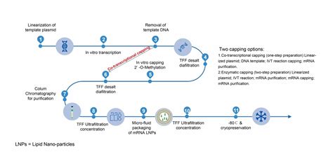 Gmp Mrna Manufacturing Ubrigene