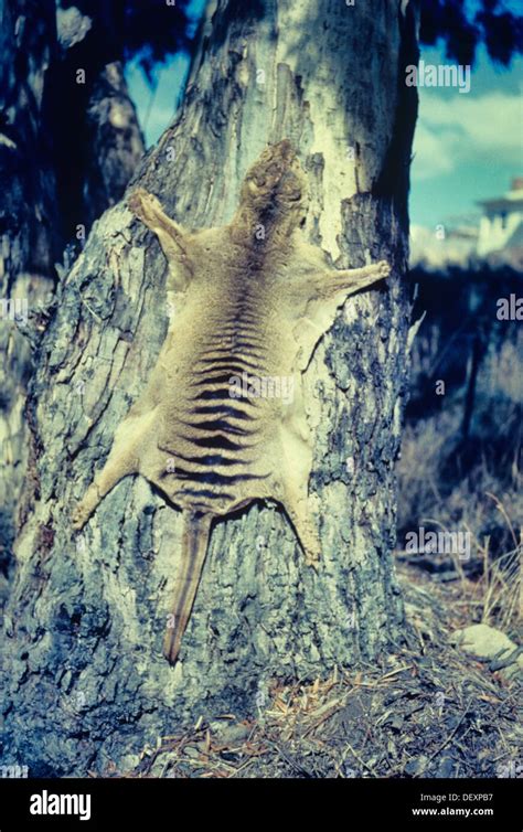 Thylacine Thylacinus Cynocephalus Banque De Photographies Et Dimages à