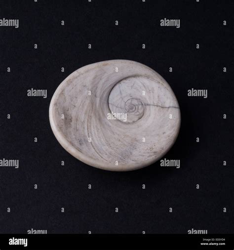 Very Old Fossil Of A Shell Hi Res Stock Photography And Images Alamy