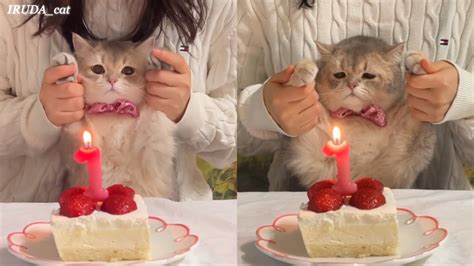 고양이 생일파티🎂ㅣ미끄럼 방지매트 깔아줬더니 고양이가 날아댕겨요ㅣ고양이 브이로그 Youtube