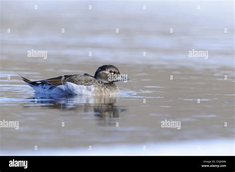 Long Tailed Duck Clangula Hyemalis Adult Female Breeding Plumage