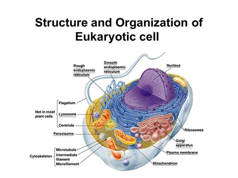 Domain Eukarya The Eukaryotes Diagram Quizlet