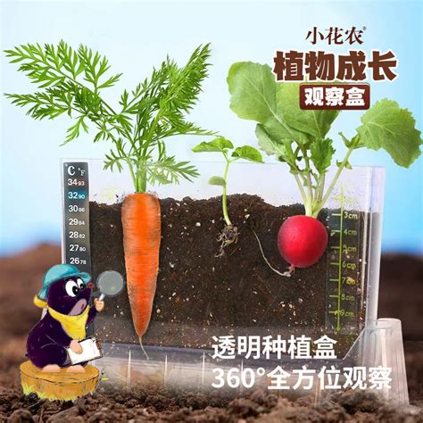 儿童阳光种植房小学生种菜植物生长观察盒箱窗玩具科学小实验套装 阿里巴巴