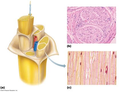 Nerve Diagram Quizlet