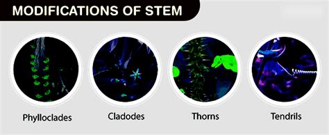 Modifications Of Stem Types And Examples