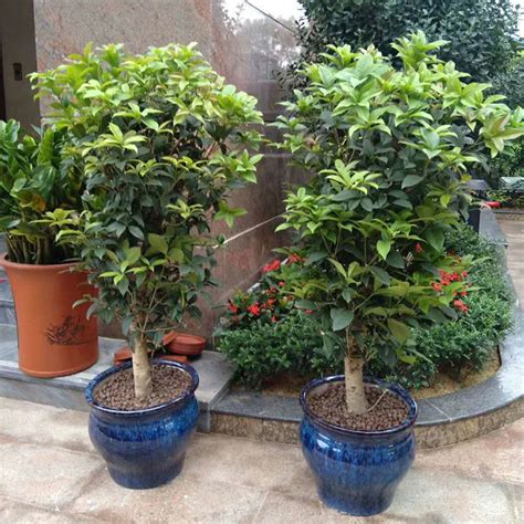 盆栽桂花树图片 桂花树盆栽图片 桂花树图片盆景 文秘苑图库