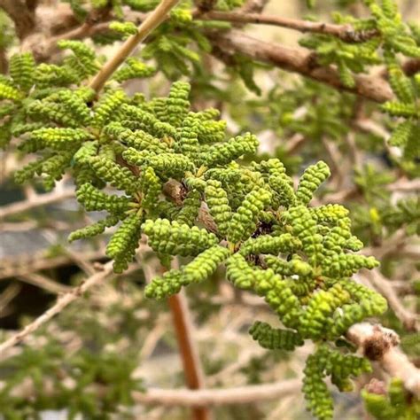 泡泡葉橄欖 Commiphora Planifrons Album On Imgur