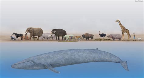Zebra Size Comparison At Lola Epperson Blog