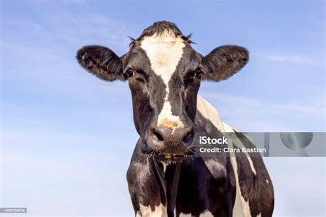 우유 젖소 흑백으로 친근해 보이는 홀스타인 소 정면과 푸른 하늘 0명에 대한 스톡 사진 및 기타 이미지 0명 검은색 구름 Istock