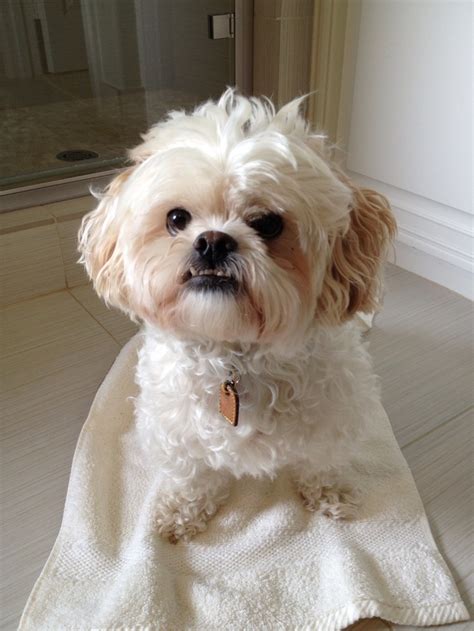 32 Best Images About Pekapoo Dogs And Puppies On Pinterest Adoption