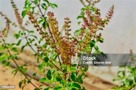 냄비에 신선한 민트 잎 민트 식물 갈색 냄비에서 성장하는 신선한 녹색 바질 신성한 털시 털시 또는 흐린 잎이있는 거룩한 바질 꽃 0명에 대한 스톡 사진 및 기타 이미지