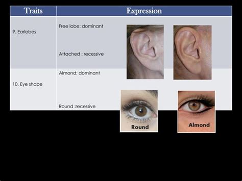 Inheritance Genetics And Hereditypptx