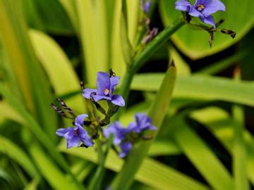 GKZ植物事典ソライロキキョウアヤメ