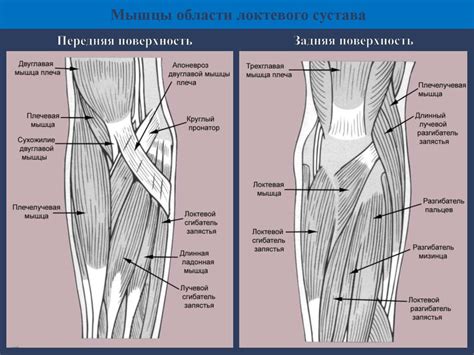 Возможности магнитнорезонансной томографии в диагностике патологических состояний локтевого