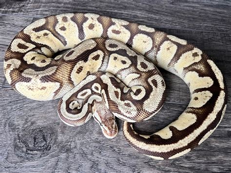 Pastel Lucifer Ball Python By Kkachi Reptiles Morphmarket