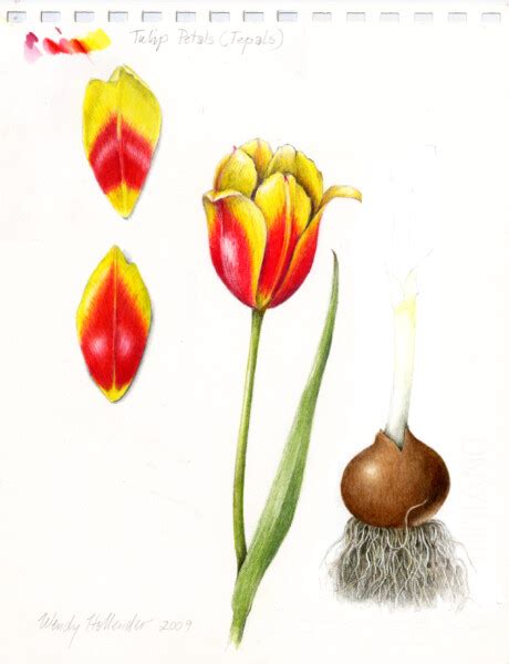 How To Draw A Tulip In Easy Steps Draw Botanical LLC