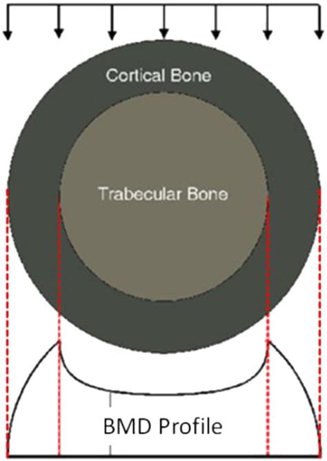Projection Of Circular Composite Cross Section Of Two Densities