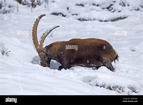 Alpine Ibex Capra Ibex Male With Big Horns Foraging For Herbs And