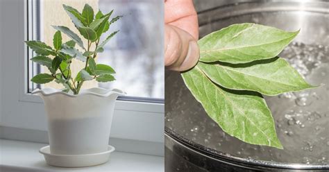 როგორ გავზარდოთ დაფნის ფოთოლი ფანჯრის რაფაზე