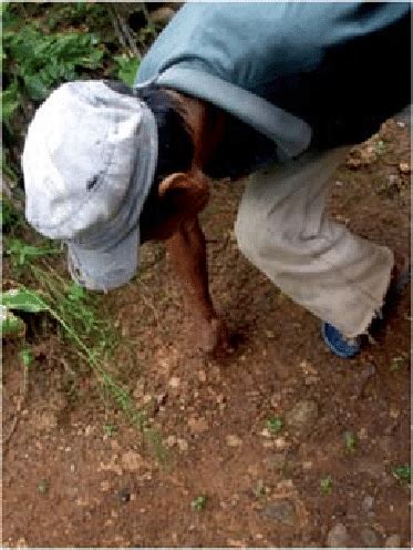 An Informant Illustrating One Of His Ways Of Telling That The Soil Is Download Scientific