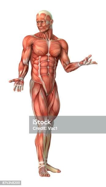 화이트에 근육 3d 렌더링 남성 해부학 그림 지도 0명에 대한 스톡 사진 및 기타 이미지 0명 3차원 형태 건강관리와 의술 Istock