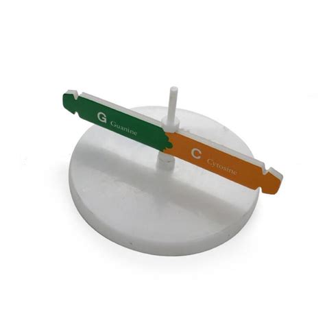 Dna 모델 이중 나선 구조 교육 장난감 Abs 이중 나선 Diy 인간 유전자 생물 과학 장난감 학습 및 교육