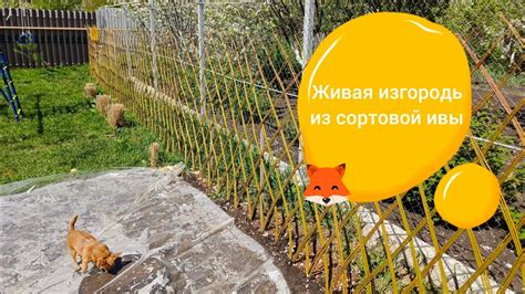 Живая изгородь из ивы американки - YouTube