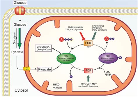 Pyruvate Dehydrogenase Complex