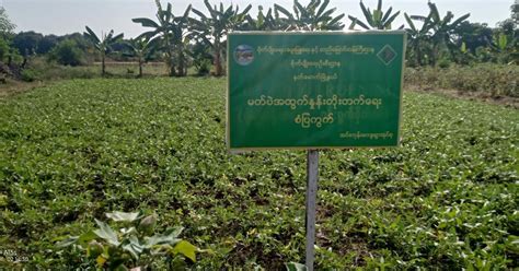 နတ်မောက်မြို့နယ် ကွင်းအမှတ် ၄၆၂ ရှိ မတ်ပဲ ၅ ဧက စမ်းသပ်စိုက်ပျိုး Myanmarnationalpost