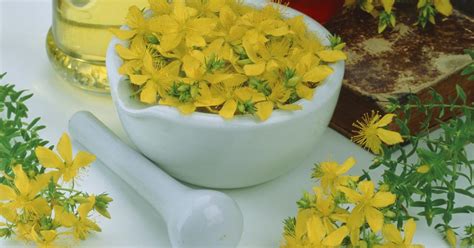 نبتة سانت جون ما أصولها وما فوائدها الصحية؟