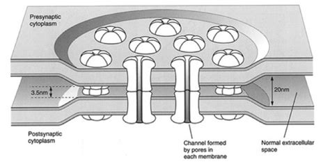 Chapter 4 Neural Conduction And Synaptic Transmission Flashcards Quizlet