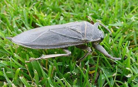 Giant Water Bug Aquatic Predator Carnivorous And Nocturnal Britannica