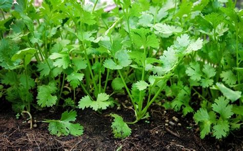 Coriander A Comprehensive Exploration