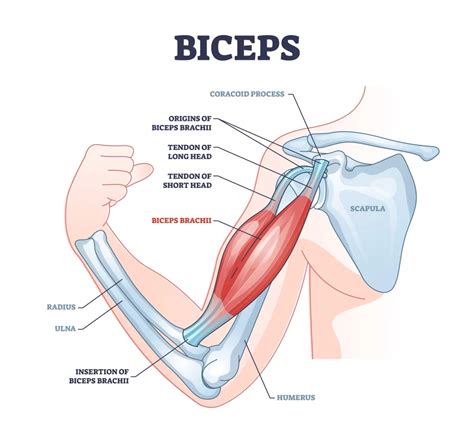 Biceps Brachii Anatomy Origin And Insertion