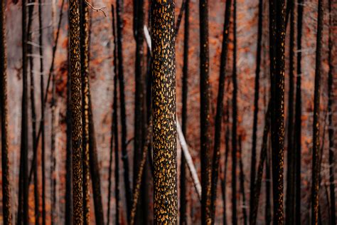 Texture Horizontal Valerie Manne Photography