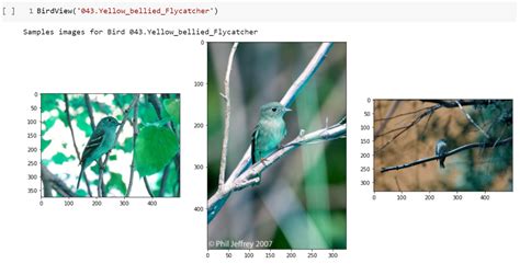 GitHub SK Bird Classification Using CNNs UCSD Dataset Classification Using Custom CNN