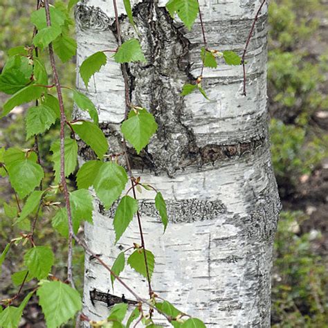 Silver Birch Betula Pendula Celtic Wildflowers