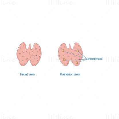 Adrenal Gland Vector