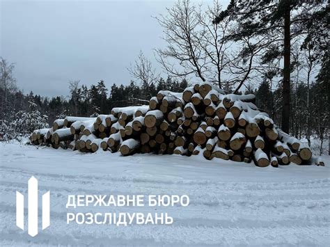 Екозлочинці вирубали 100 річні дуби в Чорнобильському заповіднику фото Останні та актуальні