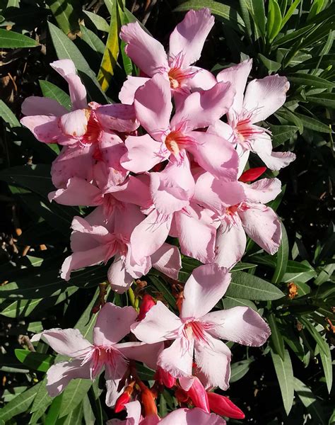 Nerium Oleander Nana Dwarf Oleander Seedling Jurassicplants Nurseries