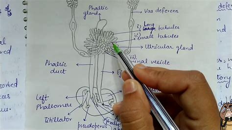 Male Reproductive System Of Cockroach Diagram