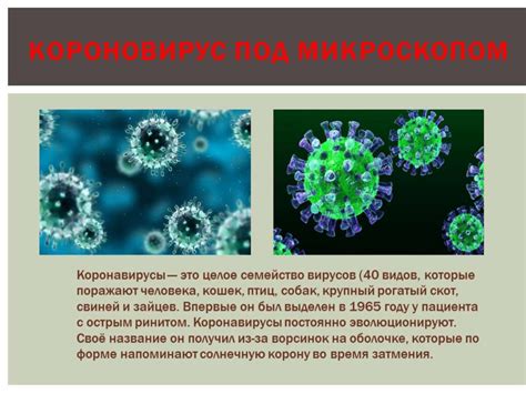 Вирусы Этапы жизнедеятельности вируса занятие № 5 презентация онлайн